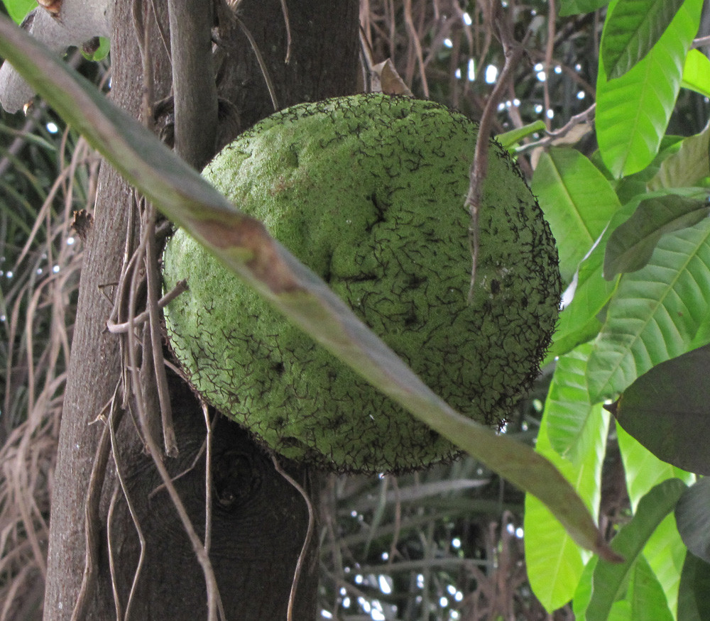 Treculia africana - African Breadnut - Seeds