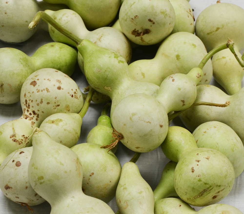 Trichosanthes cucumerina - Snake Gourd, Tropical Long - Seeds