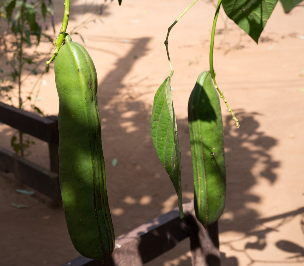Petite Filet Bean Seeds