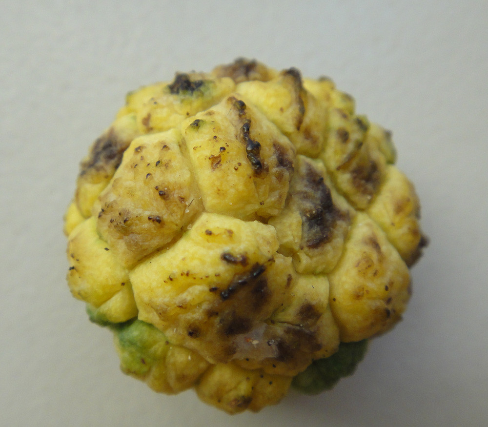 Annona pappilionella - Wild Annona - Seeds