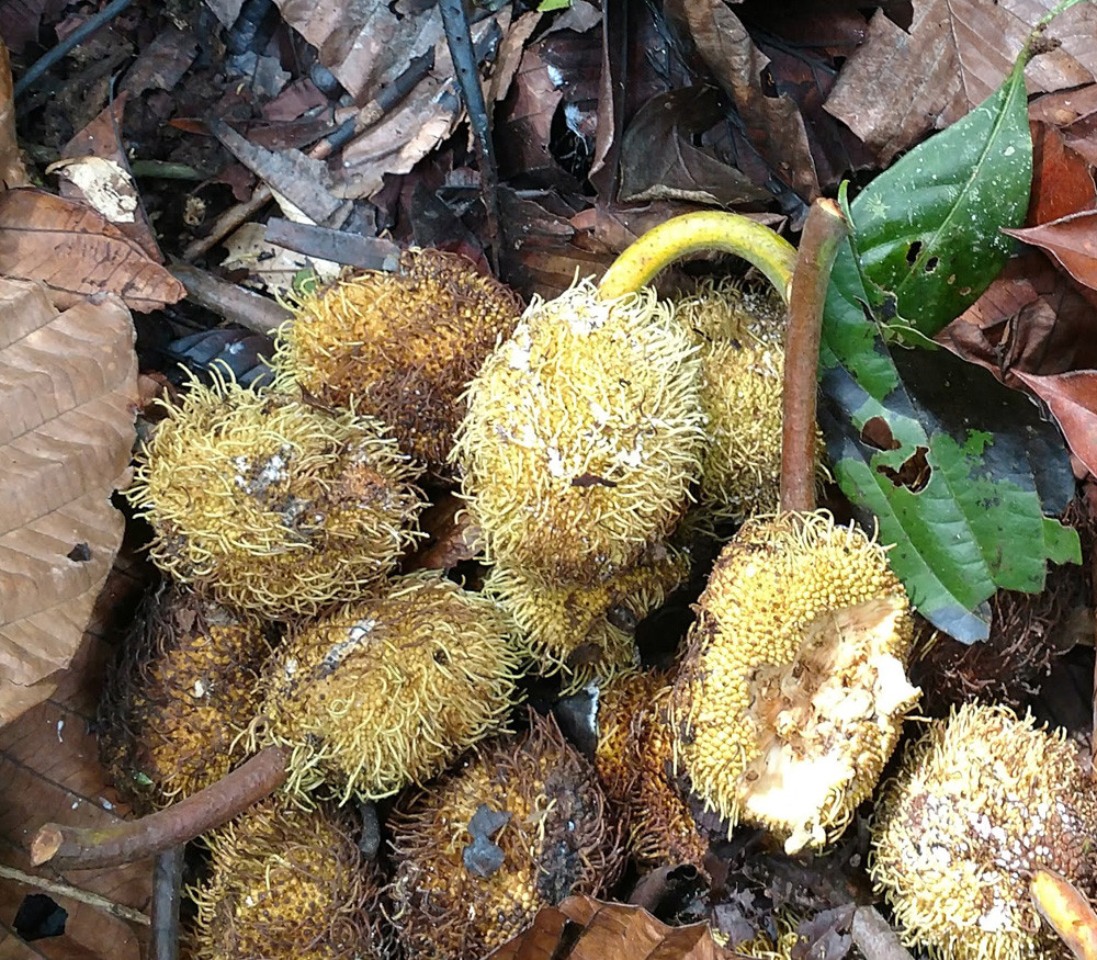 Artocarpus lakoocha - Monkey Jack - Seeds