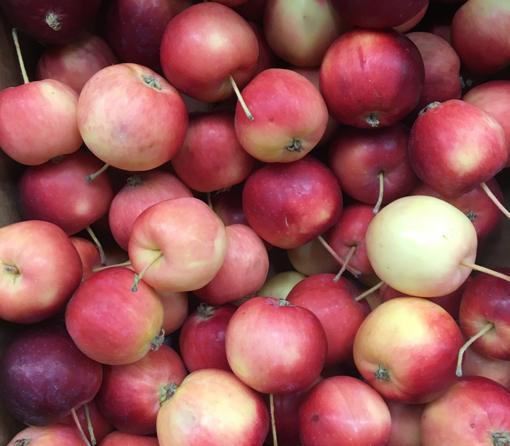 Pyrus pyrifolia - Asian Pear - Seeds