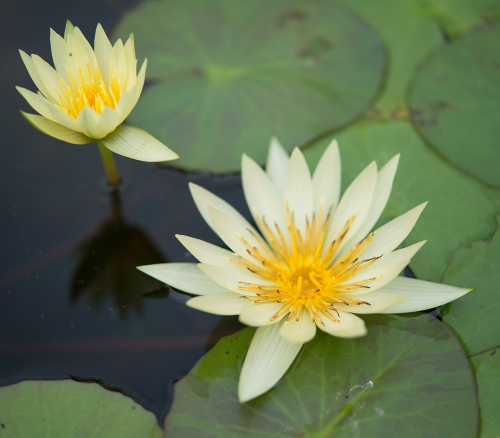 Nelumbo lutea - American Lotus - Seeds