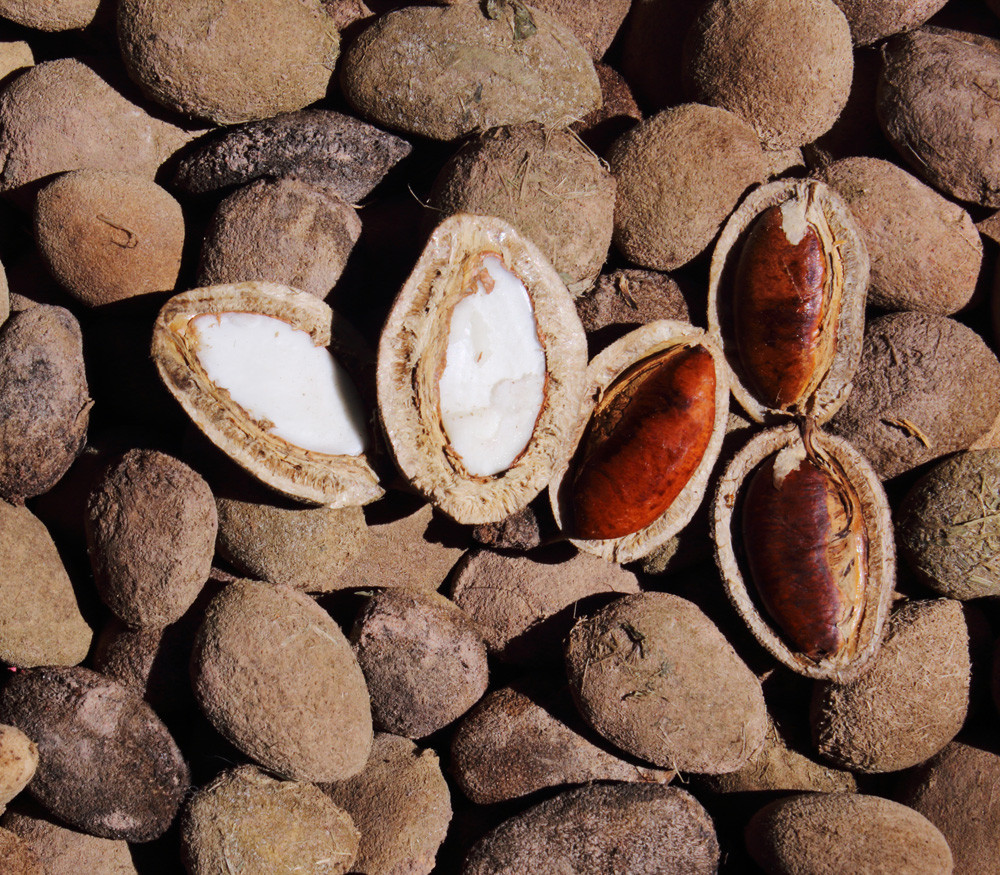 Irvingia malayana - Wild Almond - Seeds
