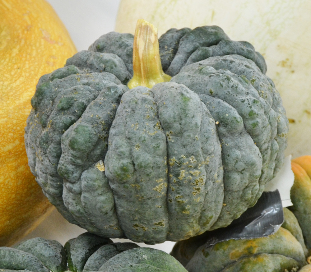 Lakota Squash Seeds