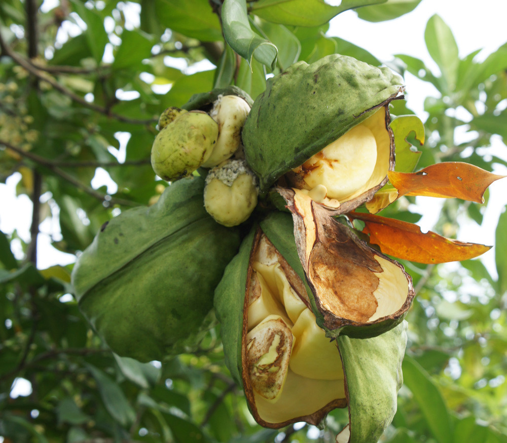 Cola nitida - Wild Cola Nut - Seeds