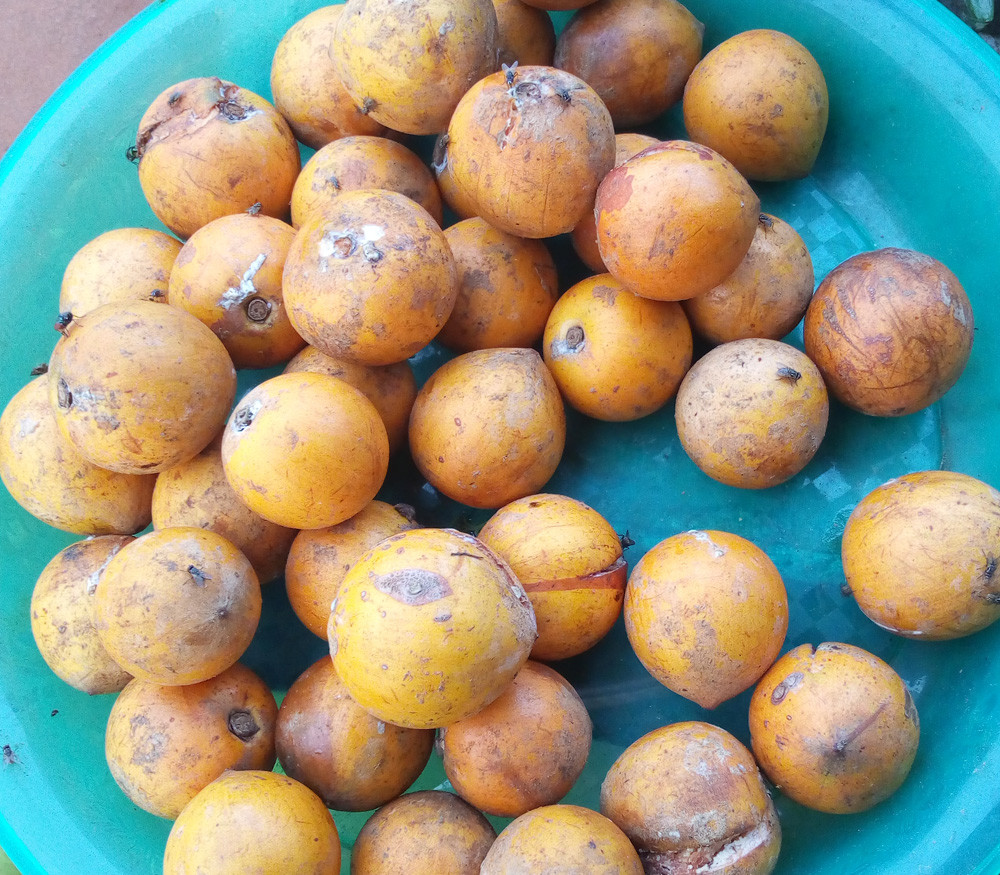 Chrysophyllum cainito - Purple Star Apple - Seeds