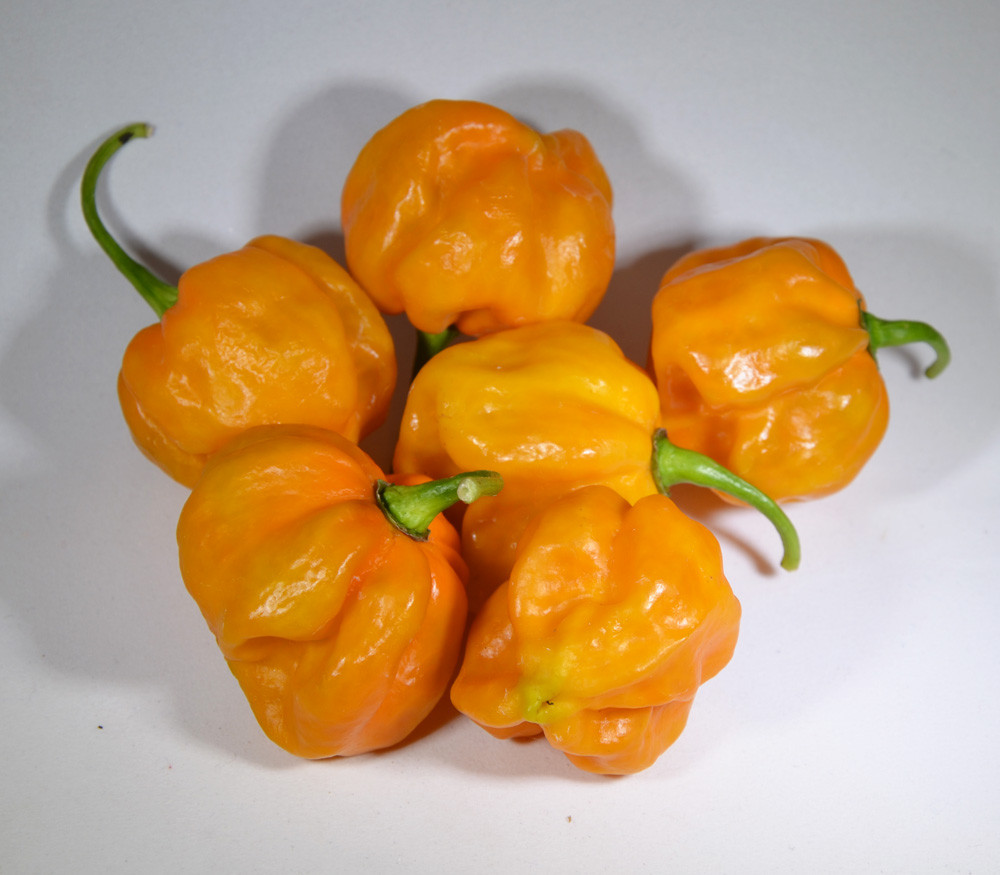 T-Rex Mustard Pepper Seeds