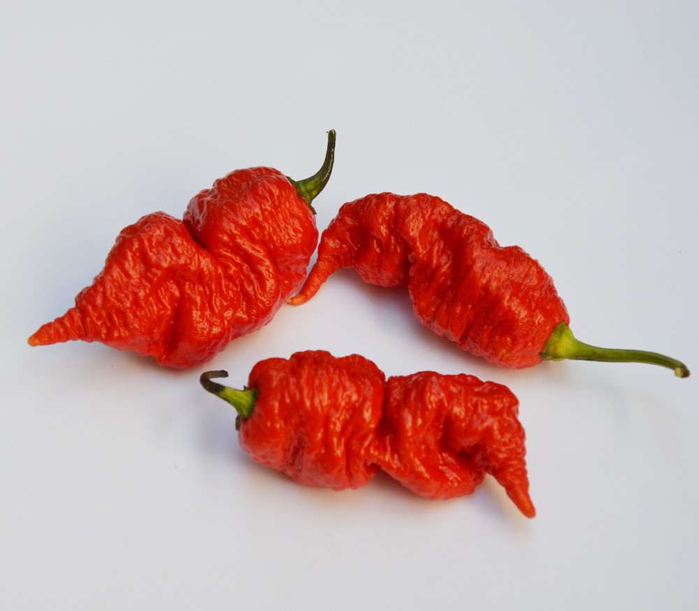 Death Spiral Pepper Seeds
