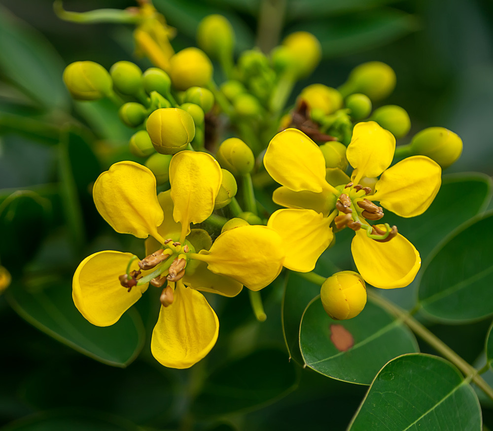 Cassia hebecarpa - Wild Senna - Seeds