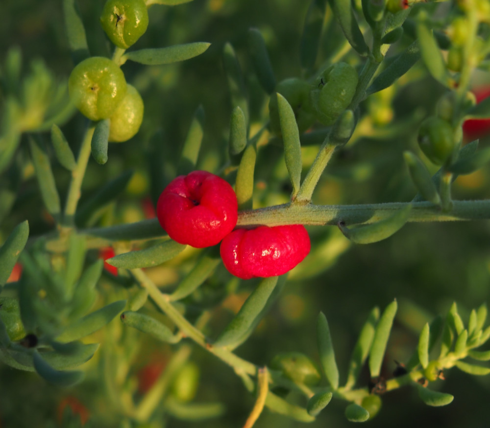Enchylaena tomentosa - Ruby Saltbush - Seeds
