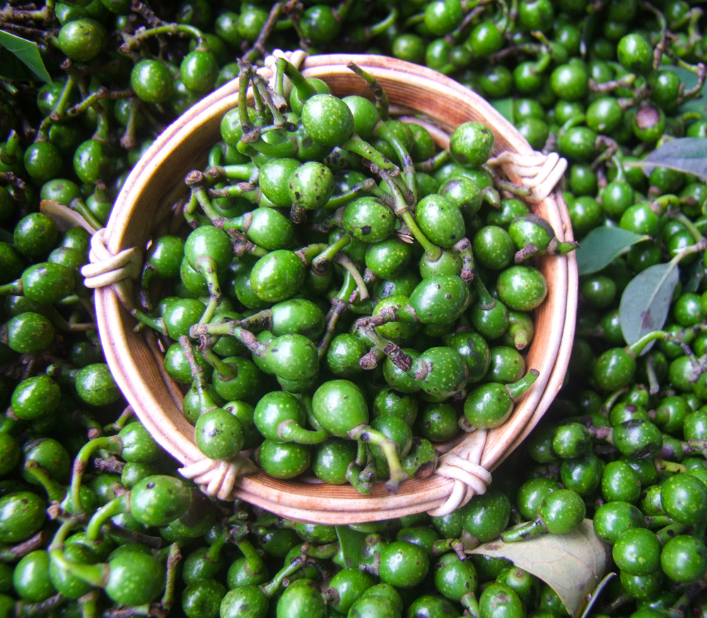 Litsea garciae - Engkala - Seeds
