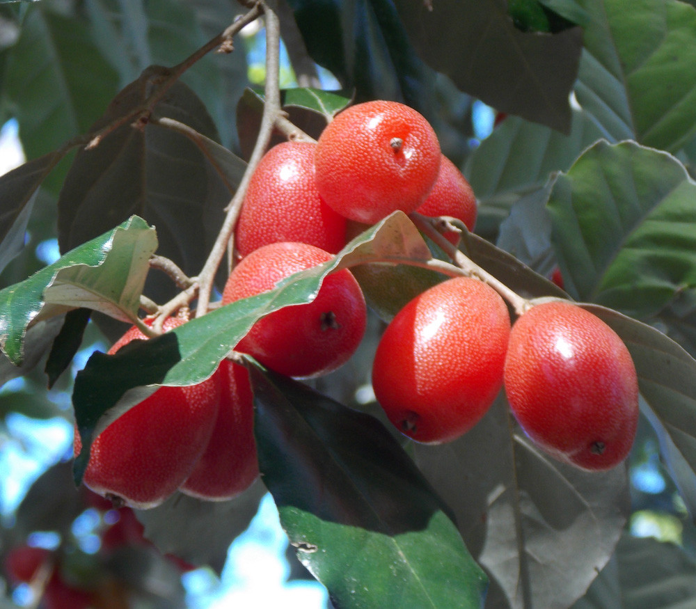 Elaeagnus philippinensis - Lingaro - Seeds