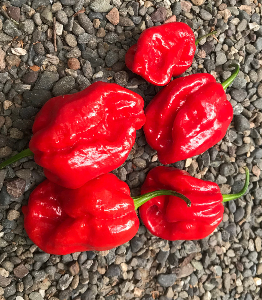 Devil's Tongue Pepper Seeds