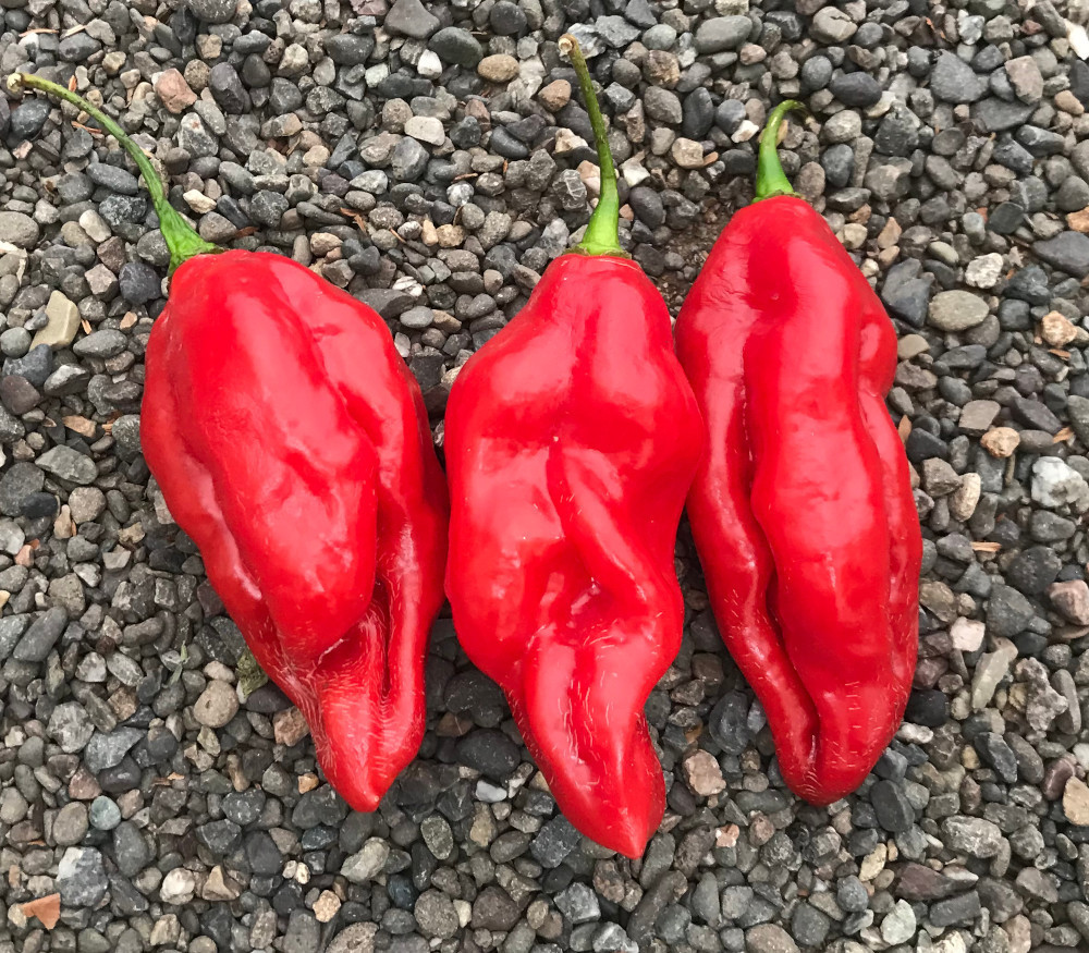 Aji Dulce Puerto Rico Pepper Seeds