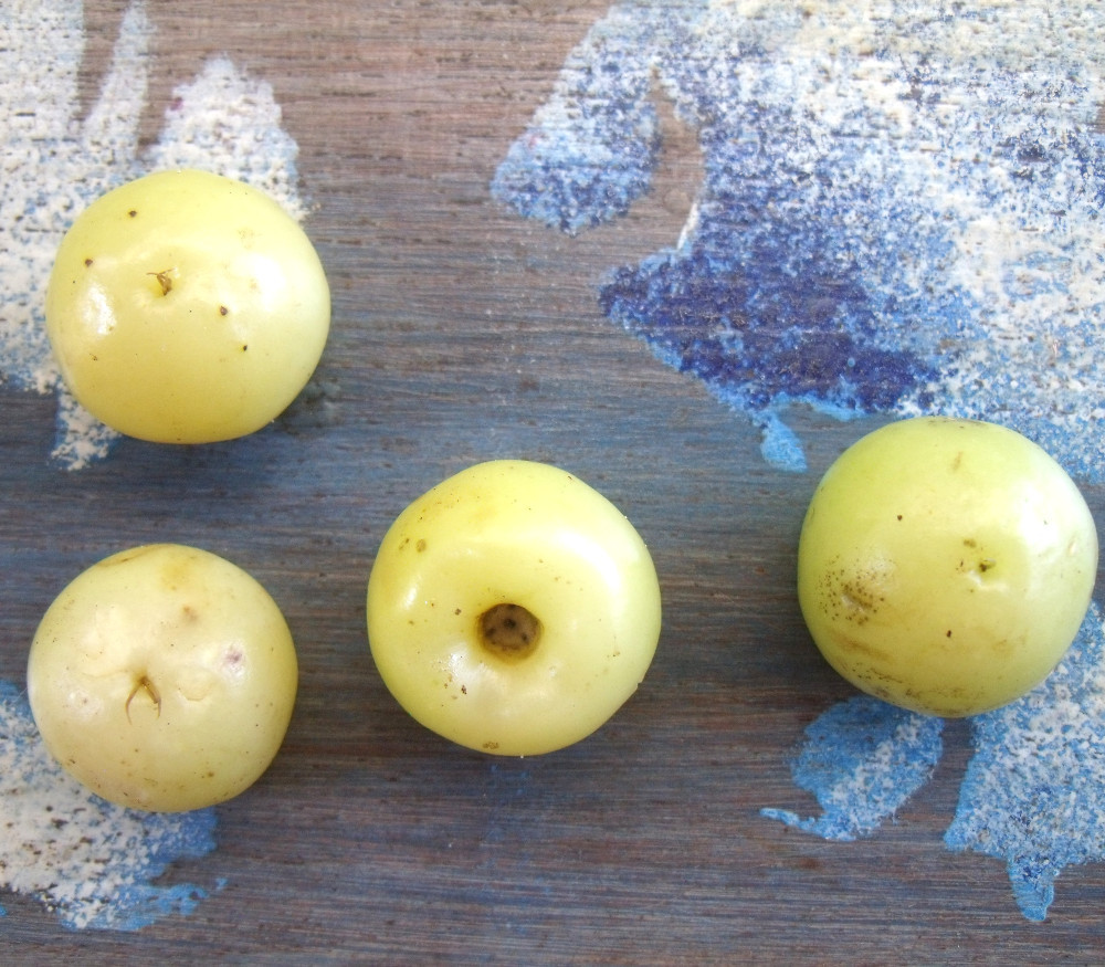 Byrsonima bucidaefolia - Wild Nance - Seeds