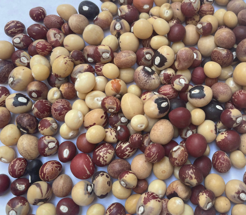 Vigna subterranea - Bambara Groundnut Multicolored - Seeds