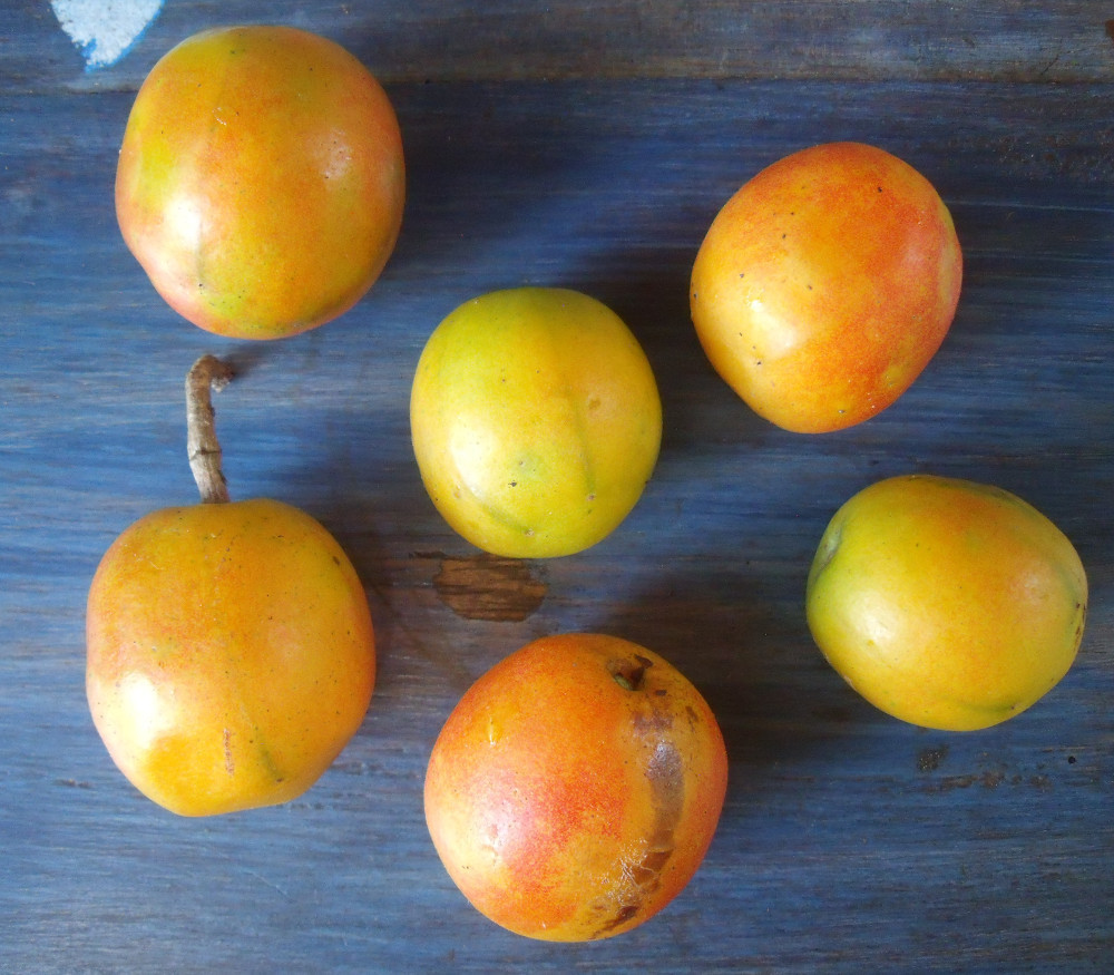 Spondias mombin - Yellow Mombin - Seeds
