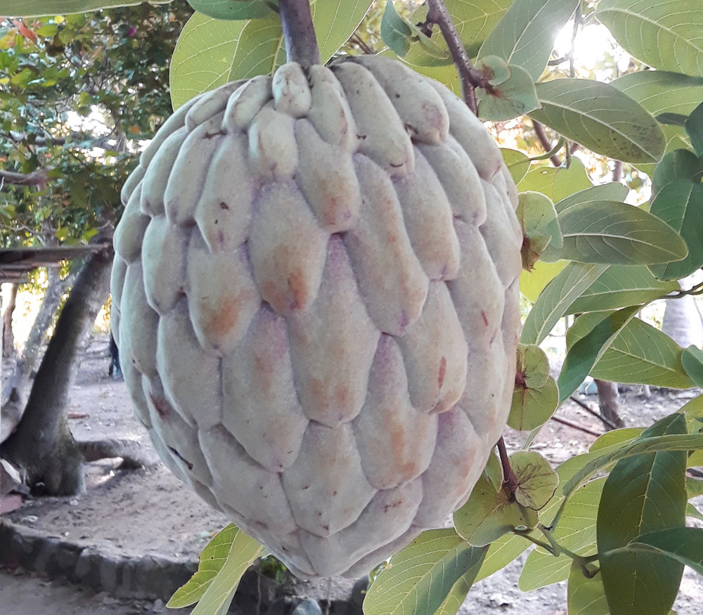 Annona purpurea - Soncoya - Seeds