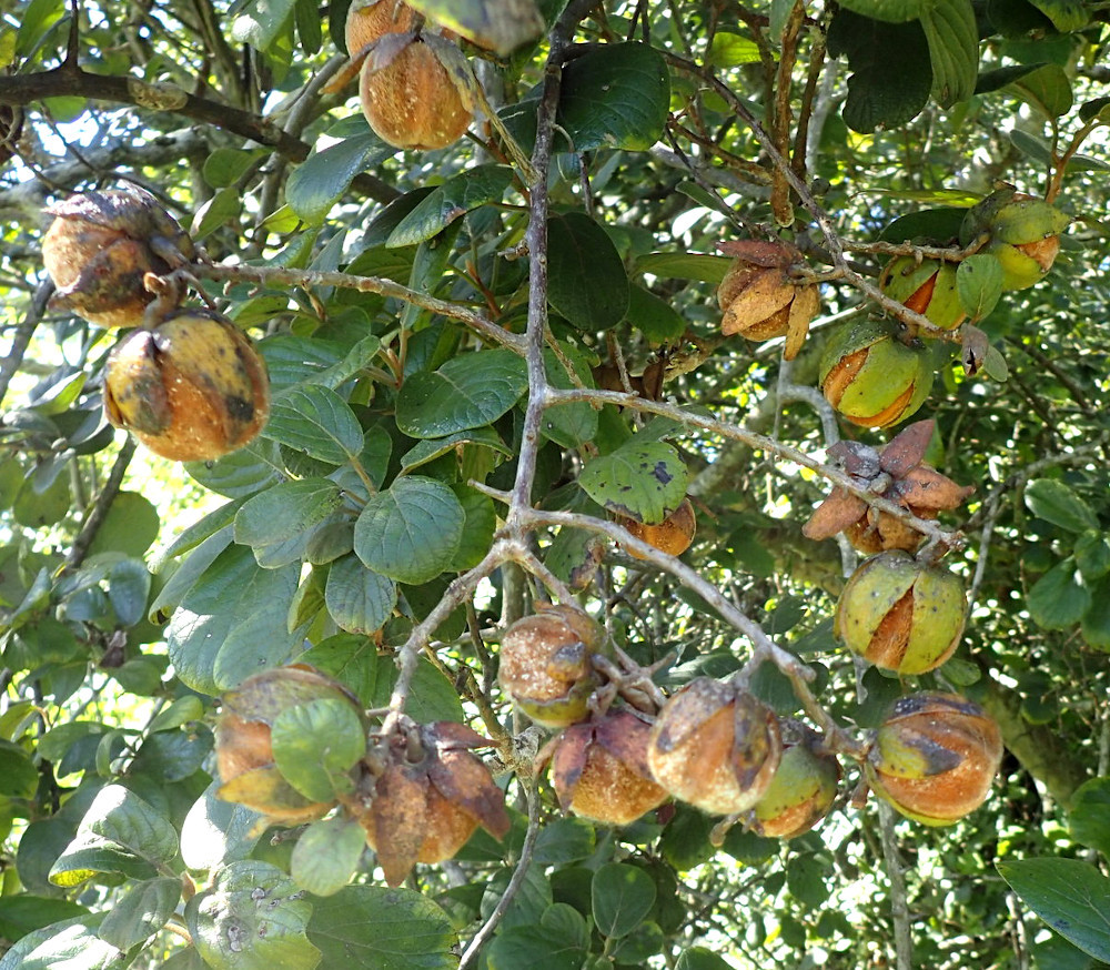 Diospyros austroafricana - South African Star Apple - Seeds