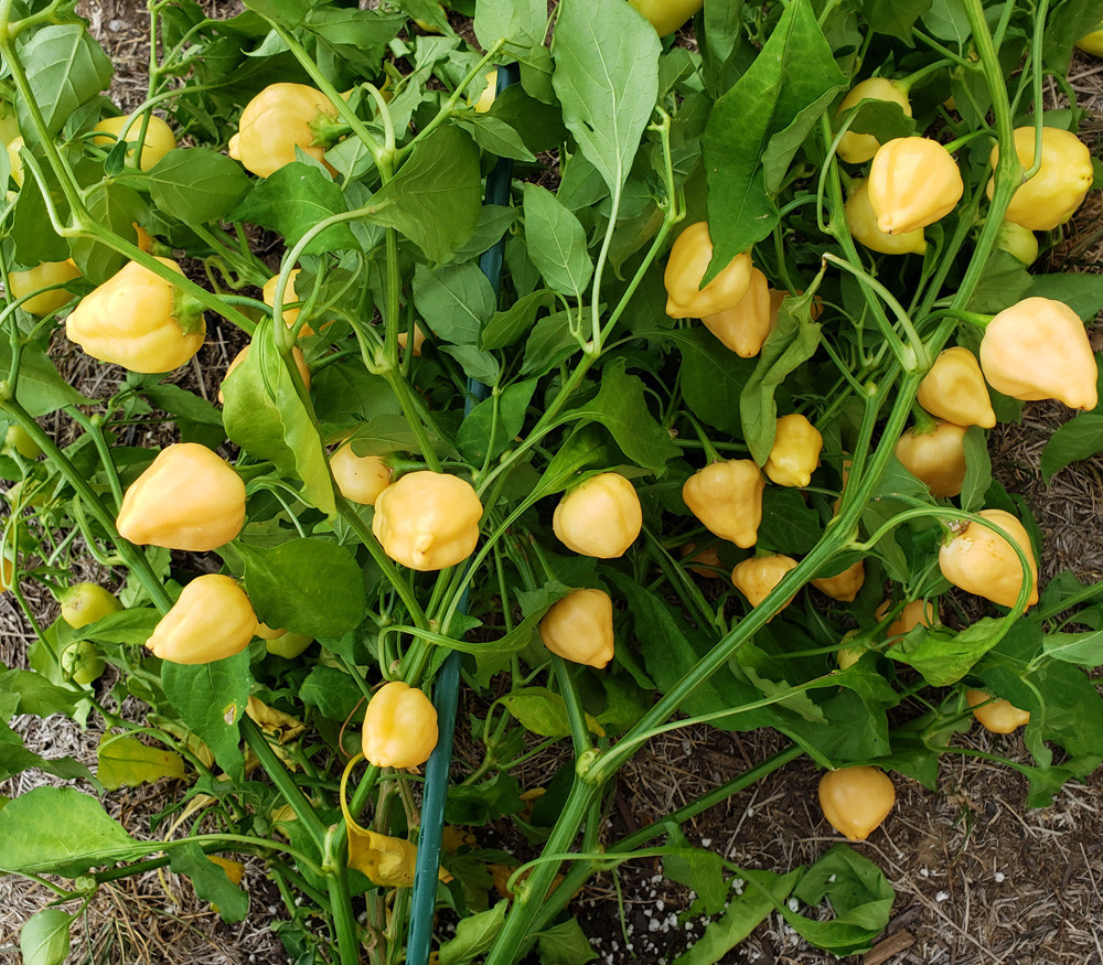 Sugar Rush Peach Pepper Seeds