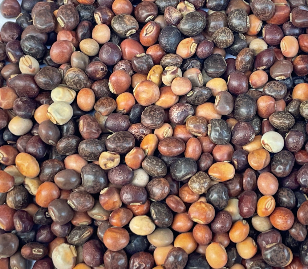 Cajanus cajan - Pigeon Pea - Seeds