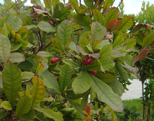 Synsepalum dulcificum - Miracle Fruit - Seeds