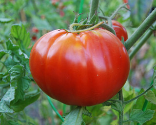 Bloody Butcher Tomato Seeds