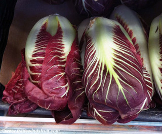 Radicchio, Rossa di Treviso Seeds
