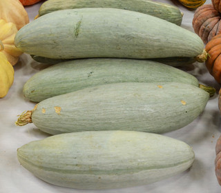 Mongogo du Guatemala Squash Seeds