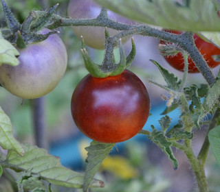 Cascade Village Blue Tomato Seeds