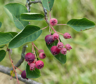 Amelanchier lamarckii - Snowy Juneberry - Seeds