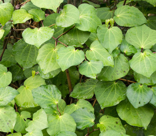 Piper auritum - Mexican Pepperleaf - Seeds