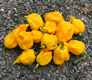Manzano Pepper, Yellow Seeds