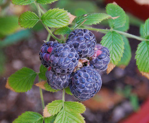 Rubus niveus - Mysore Raspberry - Seeds