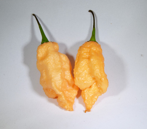 Carolina Reaper White Pepper Seeds
