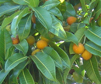Brosimum alicastrum - Breadnut - Seeds