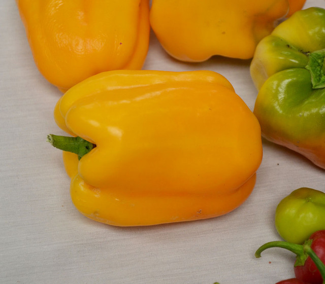 Chi-Chien Pepper Seeds