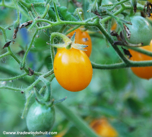 Green Grape Tomato Seeds