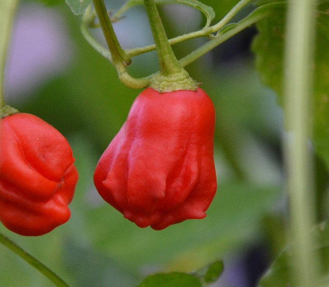 Forest Fire Tomato Seeds