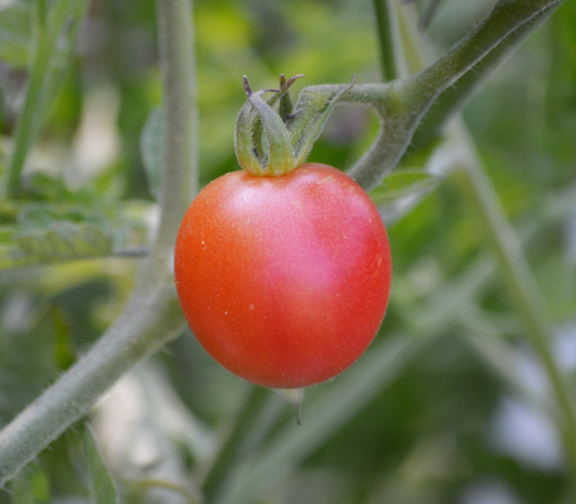 Zapotec Pink Ribbed Tomato Heirloom Seeds