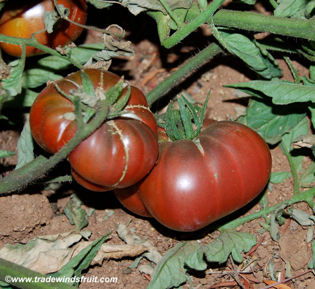 Black Early Tomato Seeds