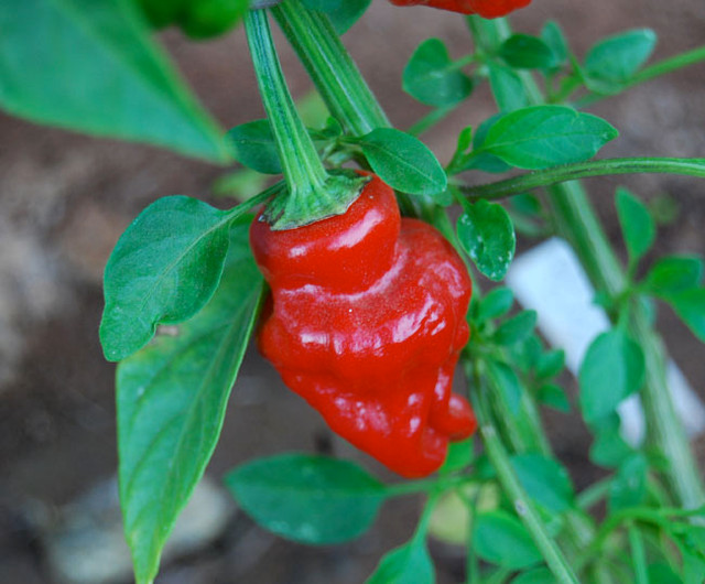 Apocalypse Scorpion Pepper Seeds
