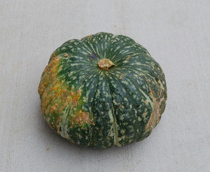 Mongogo du Guatemala Squash Seeds