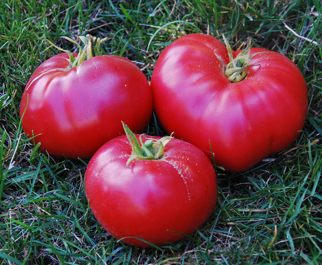 Bloody Butcher Tomato Seeds