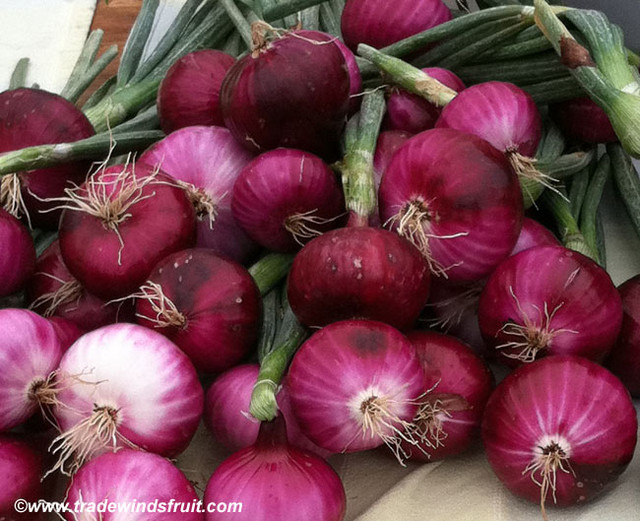 Long Red Florence Onion Seeds