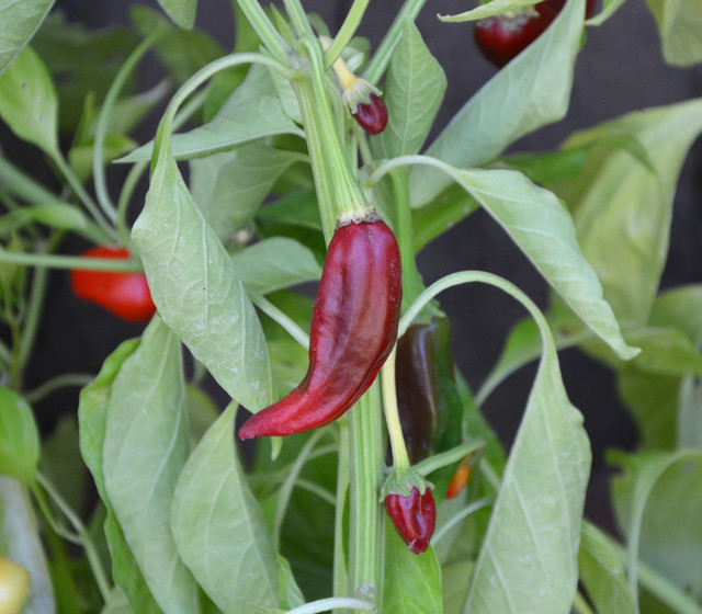 Japones Pepper Seeds
