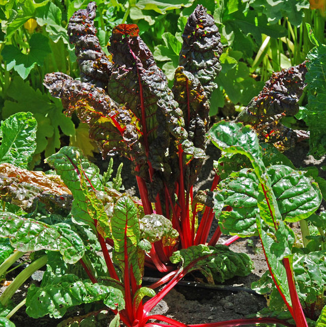 Five Color Australian Swiss Chard Seeds