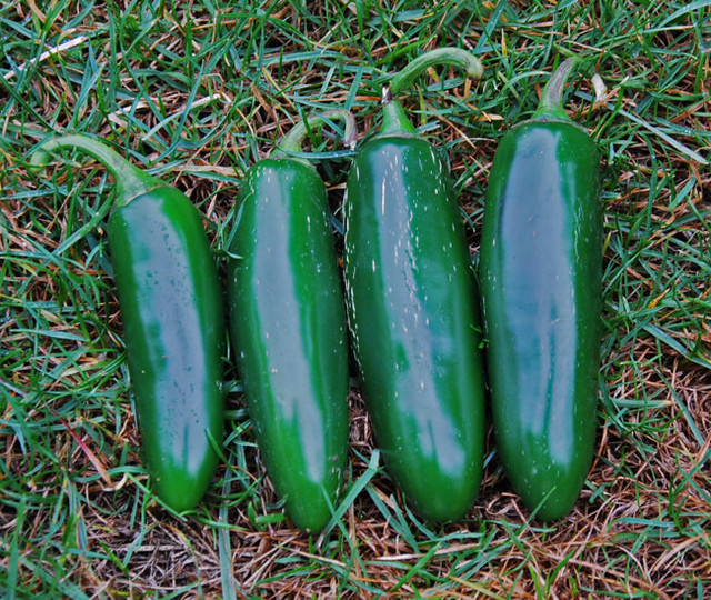 Mucho Nacho Pepper Seeds