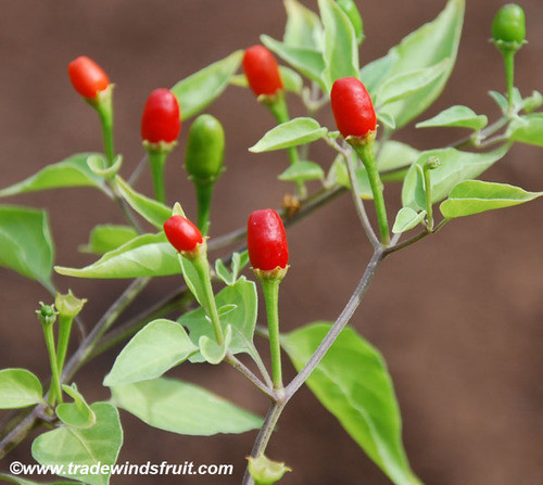 Inca Red Drop Pepper Seeds